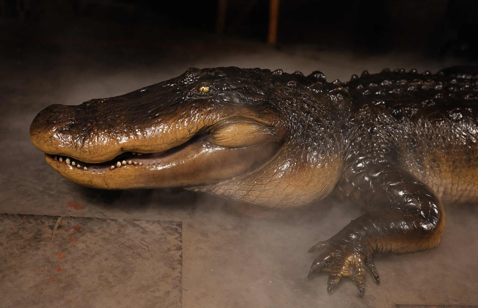 Alligator Display Prop For Sale 12 Feet Long and Ultra Realistic ...