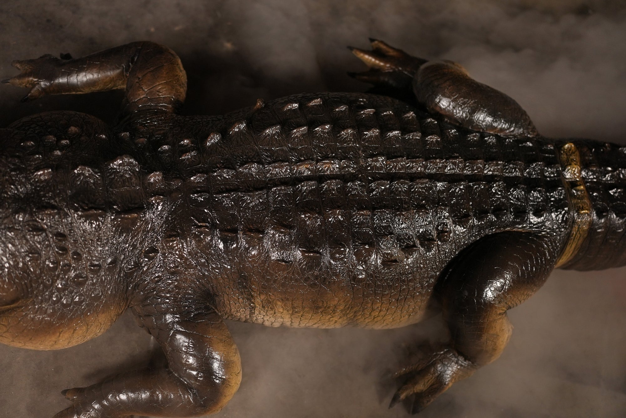 Alligator Display Prop For Sale 12 Feet Long and Ultra Realistic ...