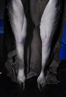 Banshee Professional Animatronic Prop For Halloween and Haunts ...