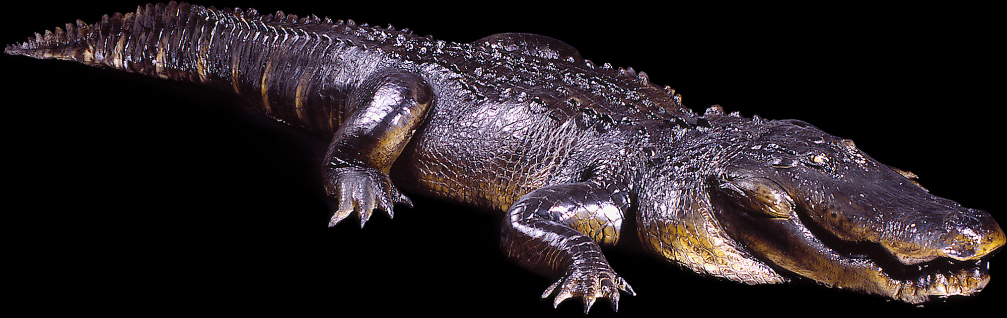 Hungry Gator Alligator Animatronic Realistic Prop Bites and Moves ...