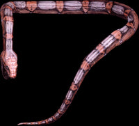 Quality Halloween Props from Distortions Unlimited | Online Halloween ...