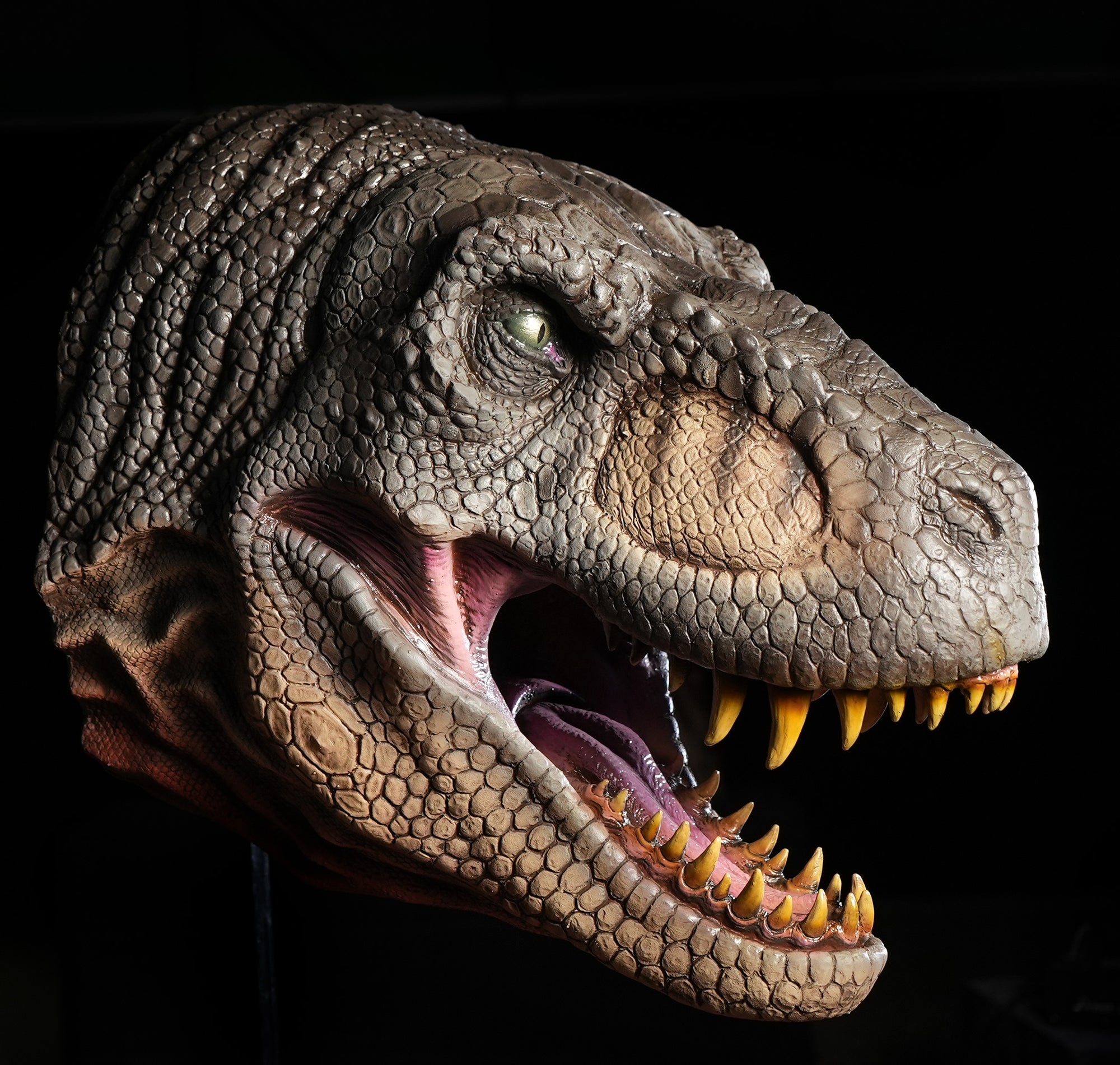 T REX Head Wall Mount Realistic Detailed Dinosaur Prop – Distortions ...